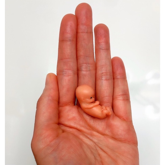 Toys | 1 Weeks Baby Fetus Stage Of Fetal Development Memorialmiscarriagekeepsake | Poshmark